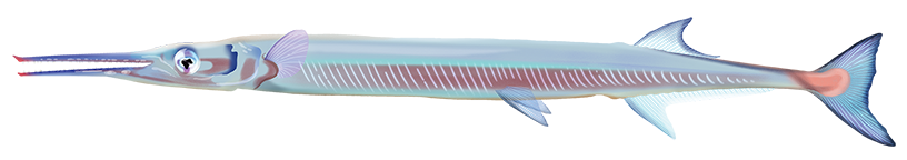Crocodile Longtom - Tylosurus Crocodilus | Marinewise