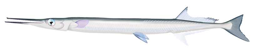 Keeljaw Longtom - Tylosurus Acus | Marinewise