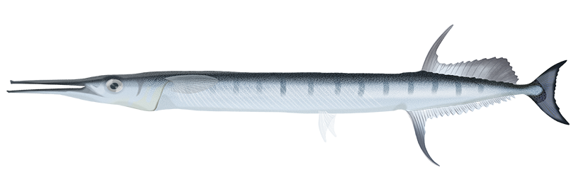 Barred Longtom - Ablennes Hians | Marinewise