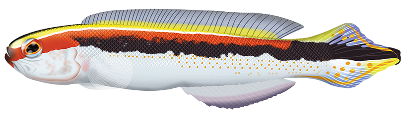 Eastern Hulafish - Trachinops Taeniatus | Marinewise