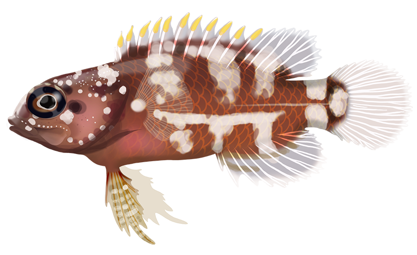 Coral Devil - Plesiops Coeruleolineatus | Marinewise