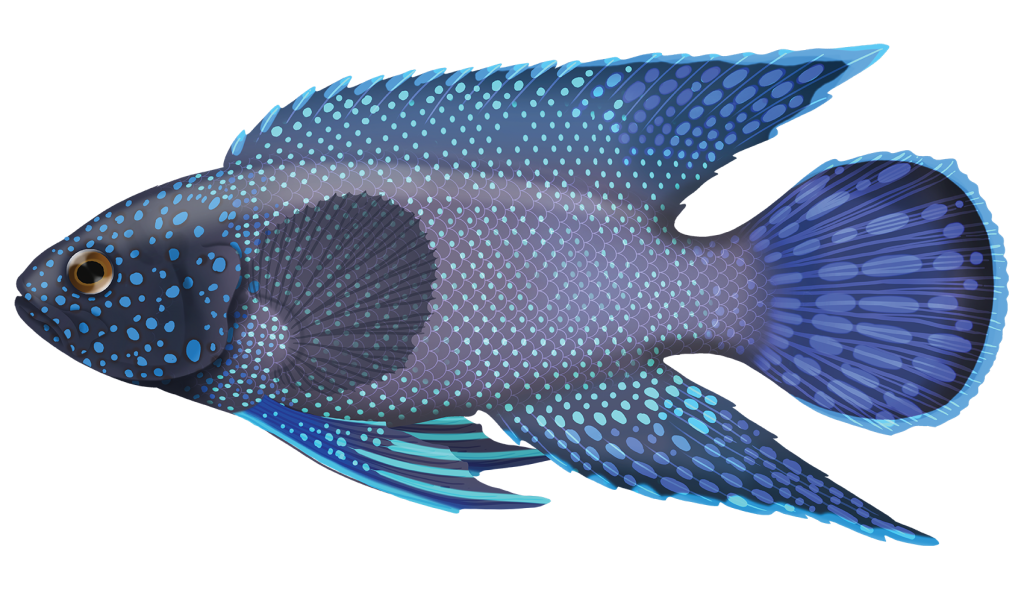 Southern Blue Devil - Paraplesiops Meleagris | Marinewise