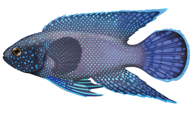 Southern Blue Devil - Paraplesiops Meleagris | Marinewise