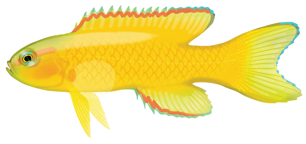 Yellow Scissortail - Assessor Flavissimus | Marinewise