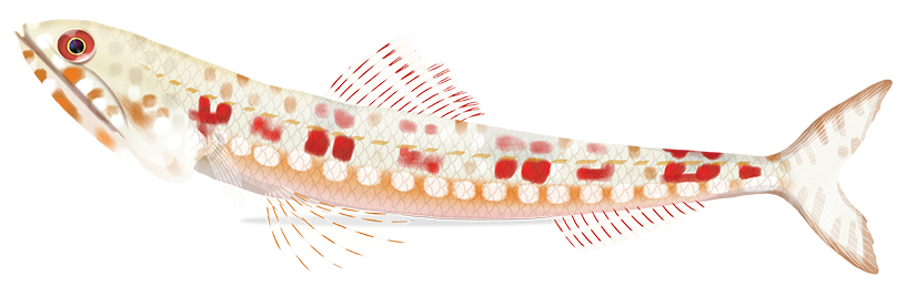 Variegated Lizardfish - Synodus Variegatus | Marinewise
