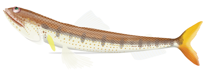 Fishnet Lizardfish - Synodus Sageneus | Marinewise