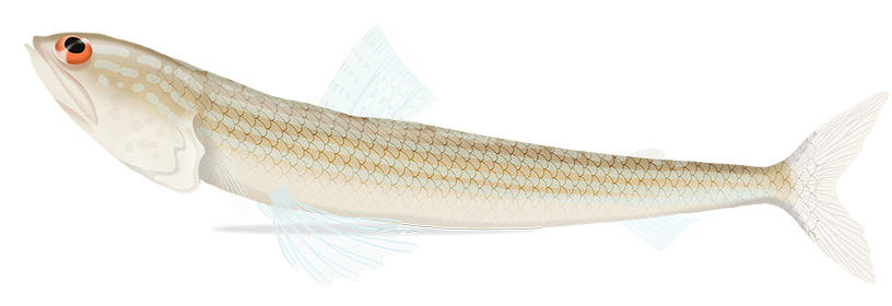 Indian Lizardfish - Synodus Indicus | Marinewise