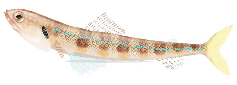 Blackshoulder Lizardfish - Synodus Hoshinonis | Marinewise