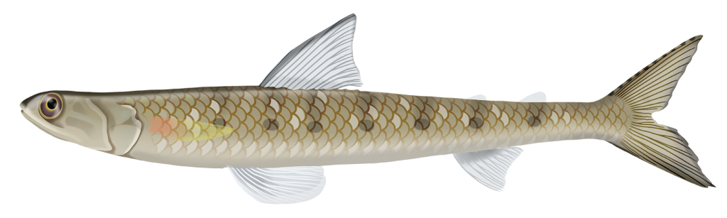 Largescale Saury - Saurida Undosquamis | Marinewise