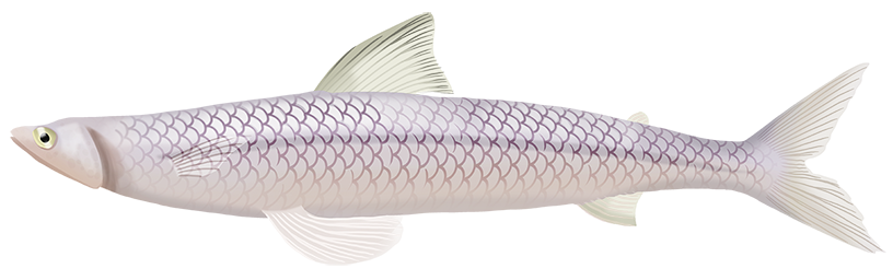 Common Saury - Saurida Tumbil | Marinewise