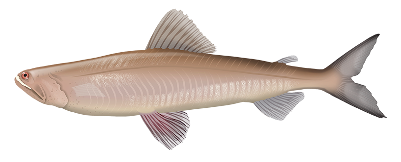 Bombay Duck Gujarat: Bombay Duck Most Caught Fish In Gujarat