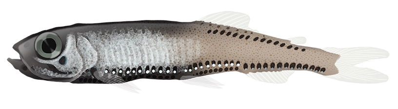 Power's Lightfish - Vinciguerria Poweriae | Marinewise