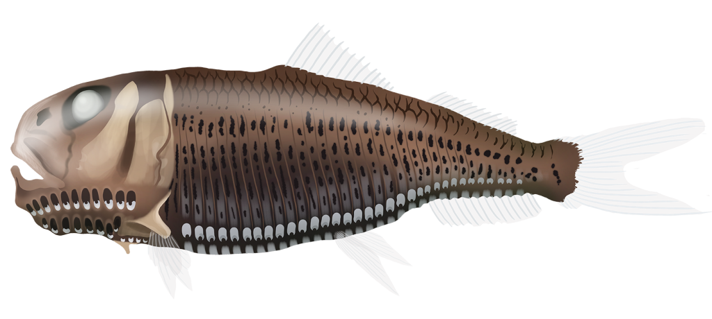 Ovate Lightfish - Ichthyococcus Ovatus | Marinewise