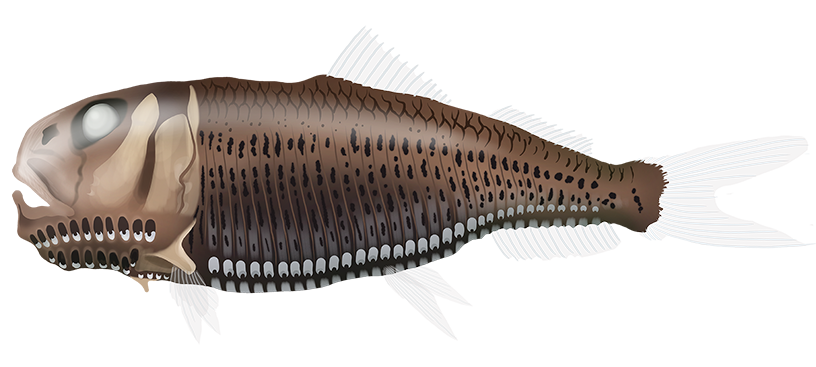 Ovate Lightfish - Ichthyococcus Ovatus | Marinewise