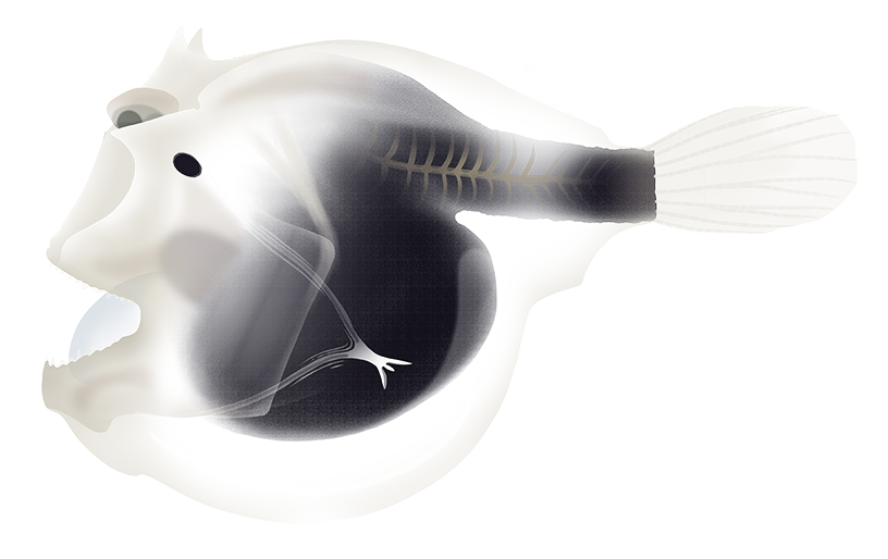 Soft Leftvent Angler - Haplophryne Mollis | Marinewise