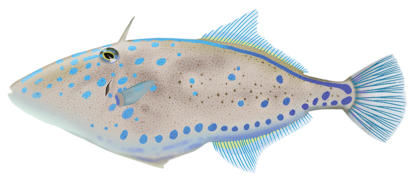 Bluefin Leatherjacket - Thamnaconus Degeni | Marinewise