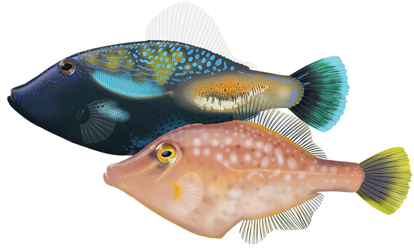 Toothbrush Leatherjacket - Acanthaluteres Vittiger | Marinewise