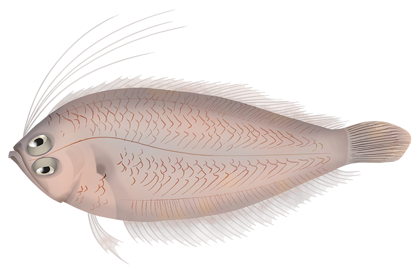 Yellow Largescale Flounder - Brachypleura Novaezeelandiae | Marinewise