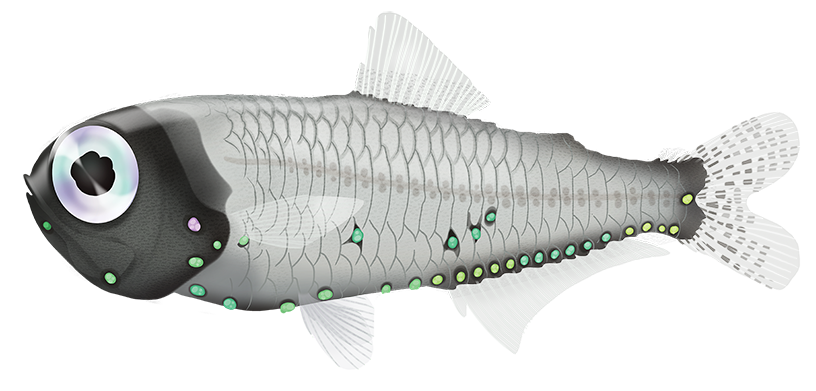 Risso's Lanternfish - Electrona Risso | Marinewise