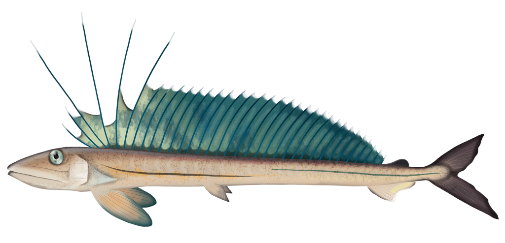 Longnose Lancetfish - Alepisaurus Ferox | Marinewise