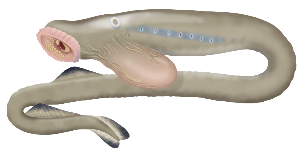 Pouch Lamprey - Geotria Australis | Marinewise