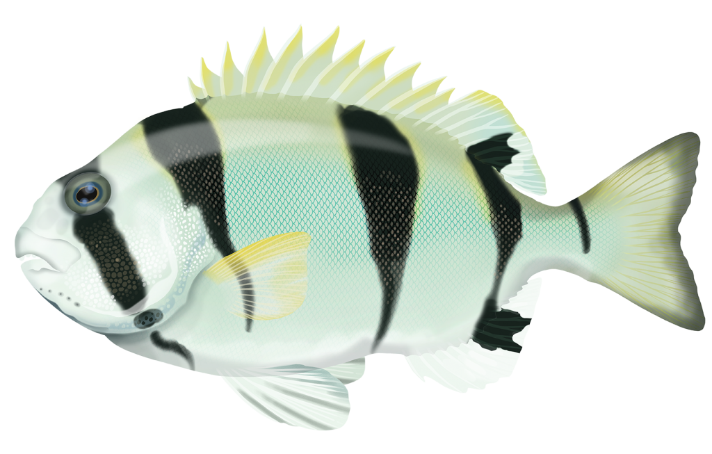 Knifejaw - Oplegnathus Woodwardi | Marinewise