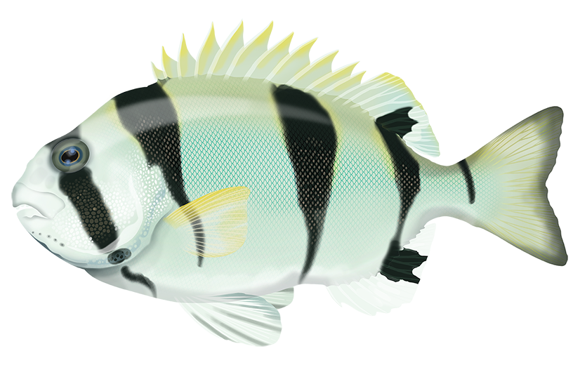 Knifejaw - Oplegnathus Woodwardi | Marinewise