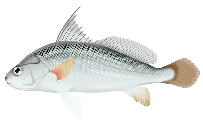 Silver Jewfish - Nibea Soldado | Marinewise