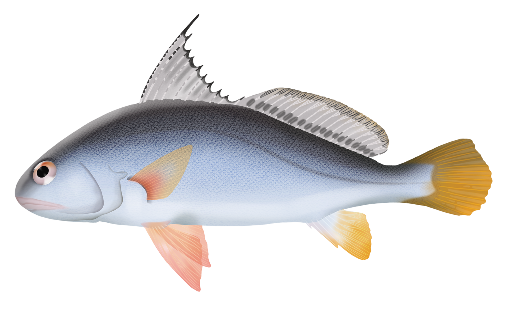 River Jewfish - Johnius Borneensis | Marinewise