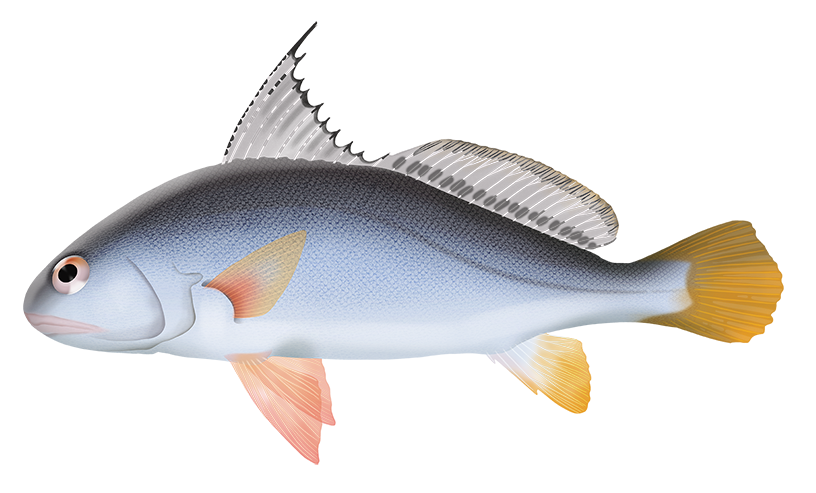 River Jewfish - Johnius Borneensis | Marinewise