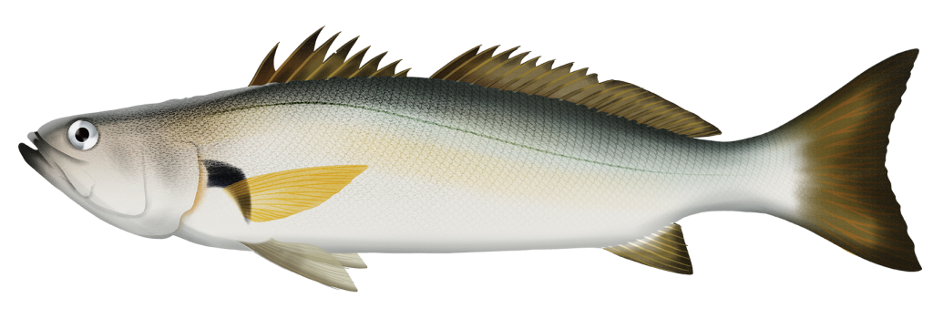 Teraglin - Atractoscion Aequidens | Marinewise