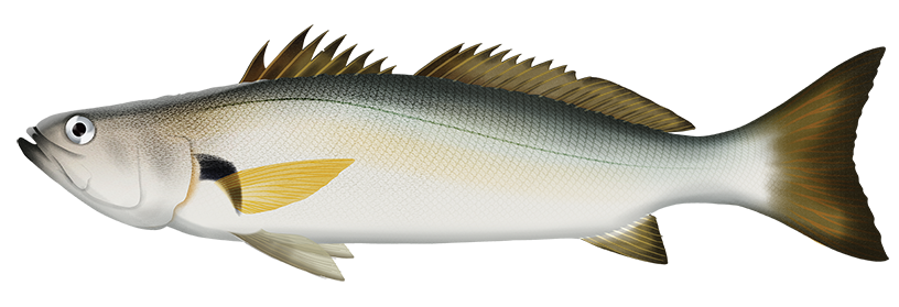 Teraglin - Atractoscion Aequidens | Marinewise