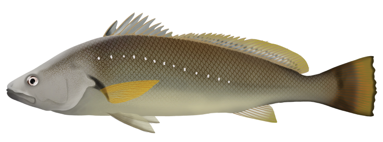 Mulloway - Argyrosomus Japonicus | Marinewise