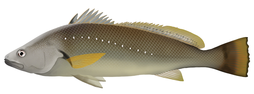 Mulloway - Argyrosomus Japonicus | Marinewise