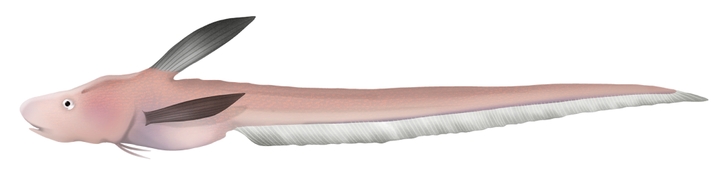 Pacific Jellynose - Ateleopodus Japonicus | Marinewise