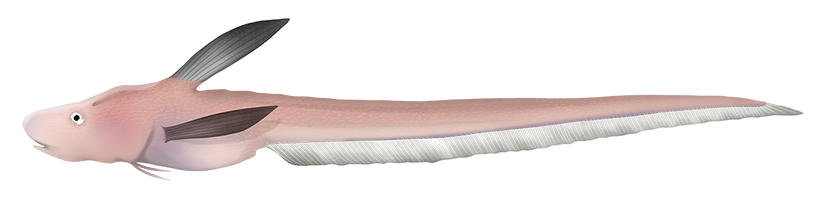 Pacific Jellynose - Ateleopodus Japonicus | Marinewise