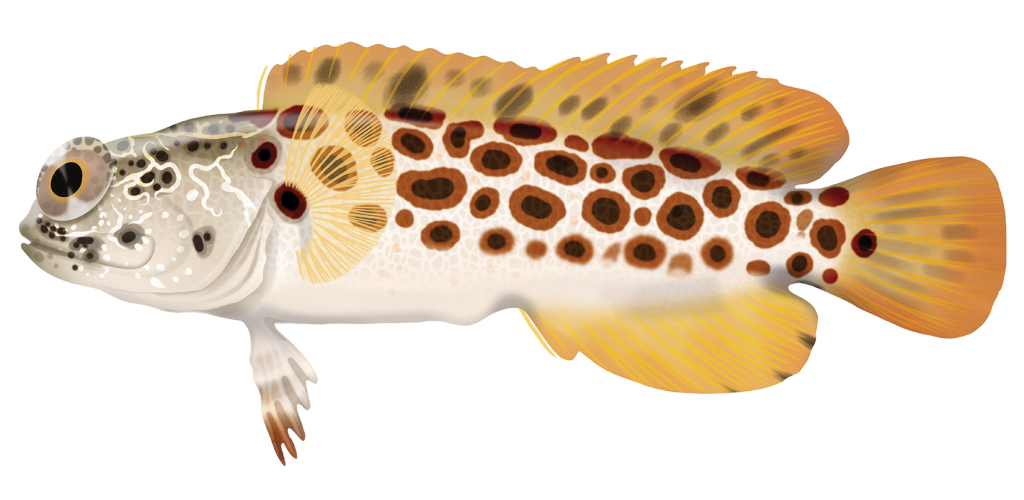 Leopard Jawfish - Opistognathus Reticulatus | Marinewise