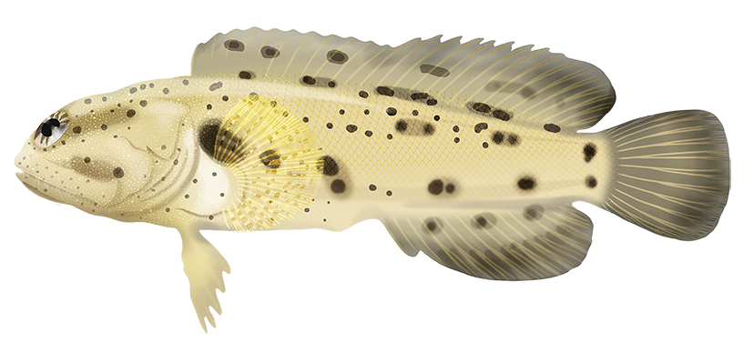 Black Jawfish - Opistognathus Inornatus | Marinewise