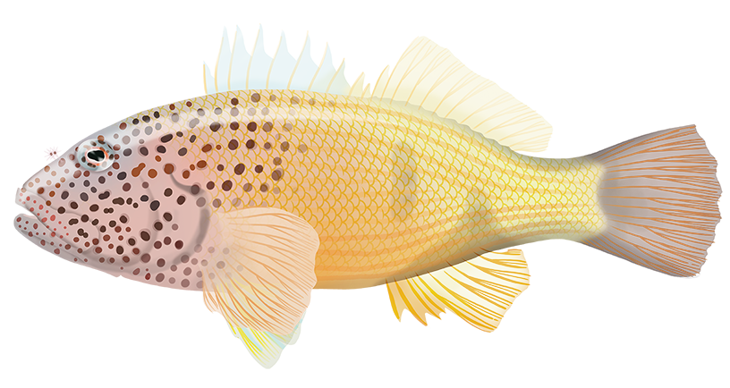 Freckled Hawkfish - Paracirrhites Forsteri | Marinewise