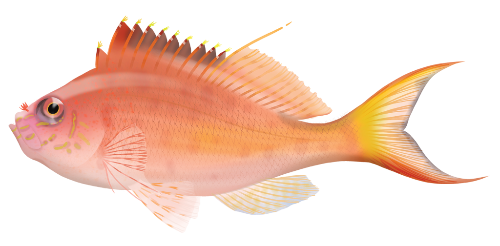 Lyretail Hawkfish - Cyprinocirrhites Polyactis | Marinewise
