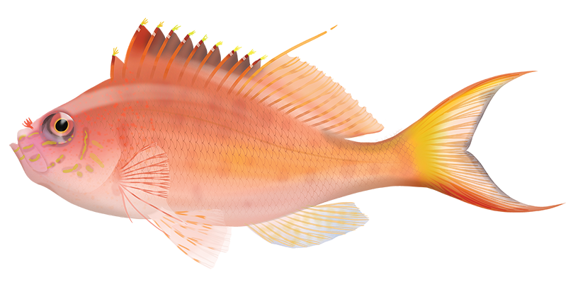Lyretail Hawkfish - Cyprinocirrhites Polyactis | Marinewise