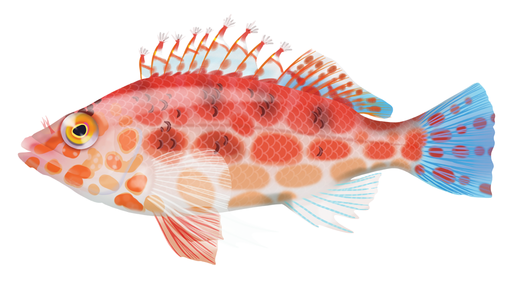 Spotted Hawkfish - Cirrhitichthys Oxycephalus | Marinewise