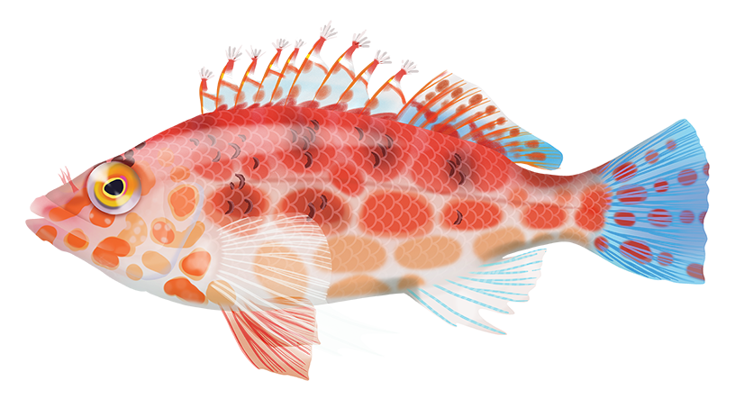 Spotted Hawkfish - Cirrhitichthys Oxycephalus | Marinewise