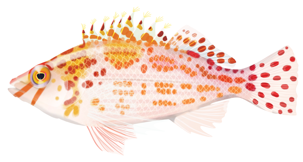 Dwarf Hawkfish - Cirrhitichthys Falco | Marinewise
