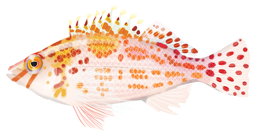 Dwarf Hawkfish - Cirrhitichthys Falco | Marinewise