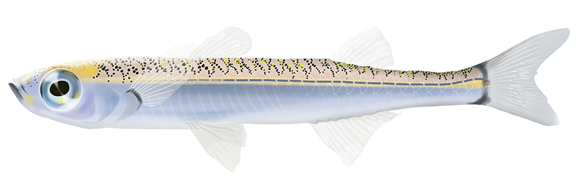 Silver Fish - Leptatherina Presbyteroides | Marinewise
