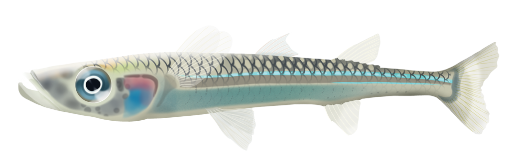 Pikehead Hardyhead - Kestratherina Esox | Marinewise