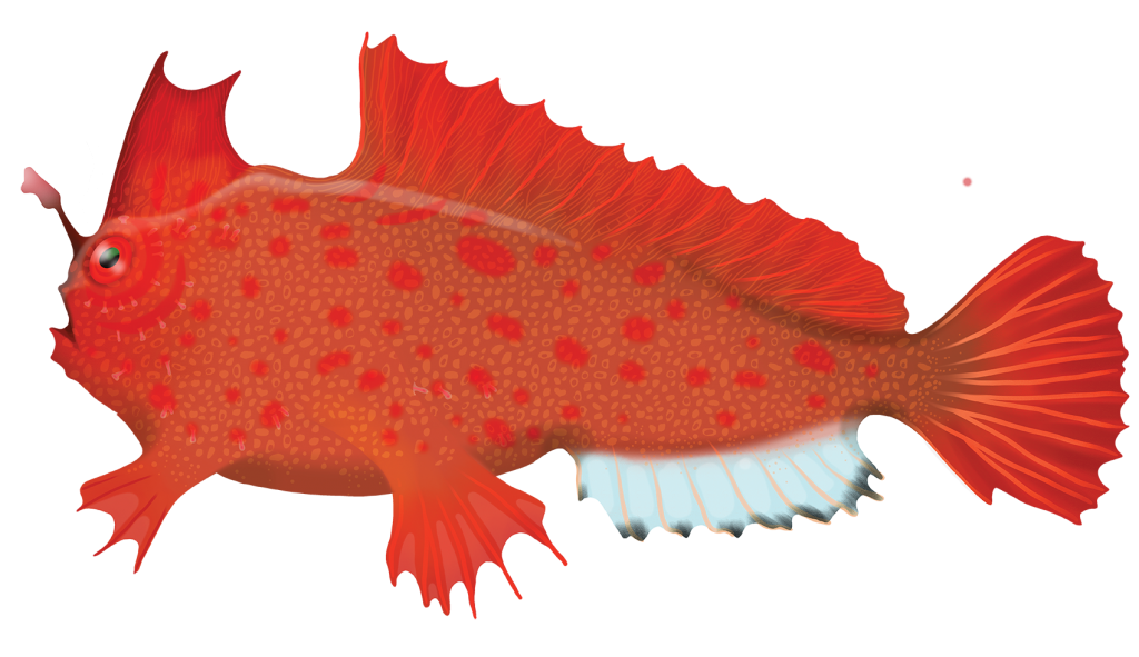 Red Handfish - Sympterichthys Politus | Marinewise