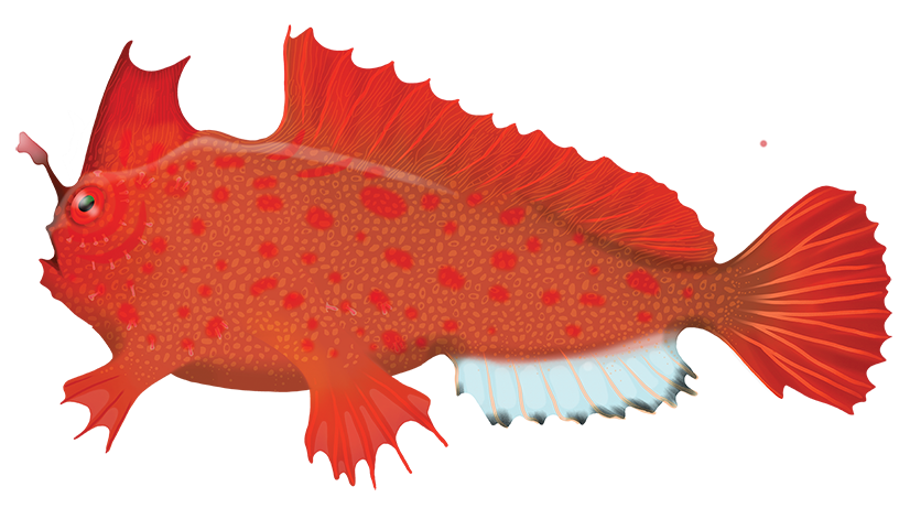 Red Handfish - Sympterichthys Politus | Marinewise