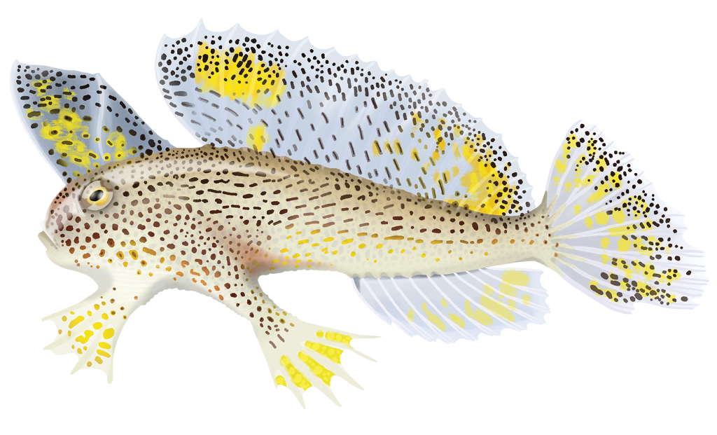 Spotted Handfish - Brachionichthys Hirsutus | Marinewise